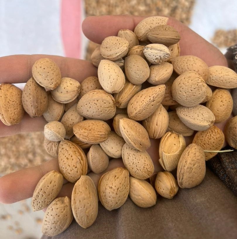 Afghanistan Dry Fruits